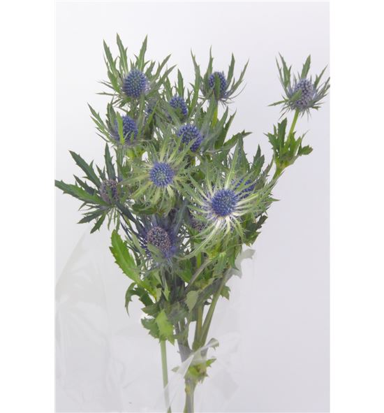 Eryng blue dynamite 55