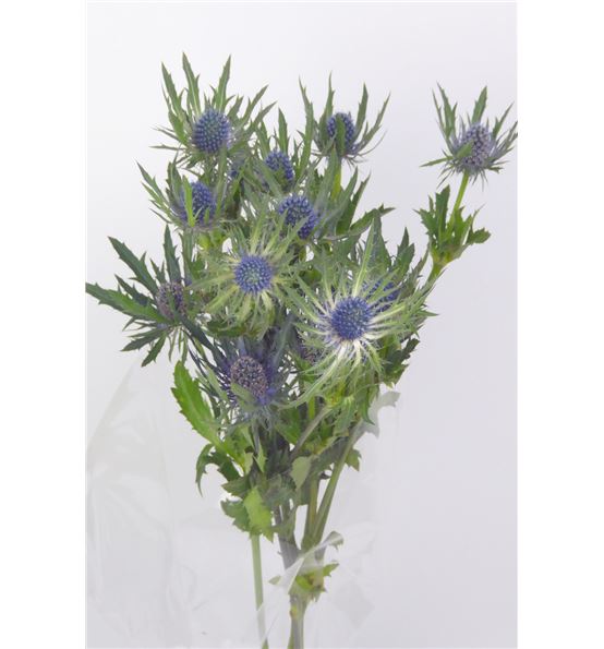 Eryng blue dynamite 55