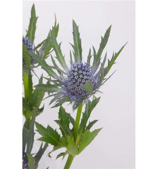 Eryng blue dynamite 55