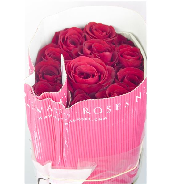 Rosa ecu checkmate 50