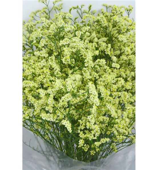Limonium spring diamond 55