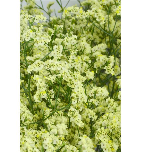 Limonium spring diamond 55