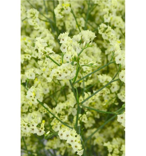 Limonium spring diamond 55