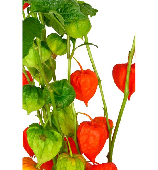Physalis lampion 60
