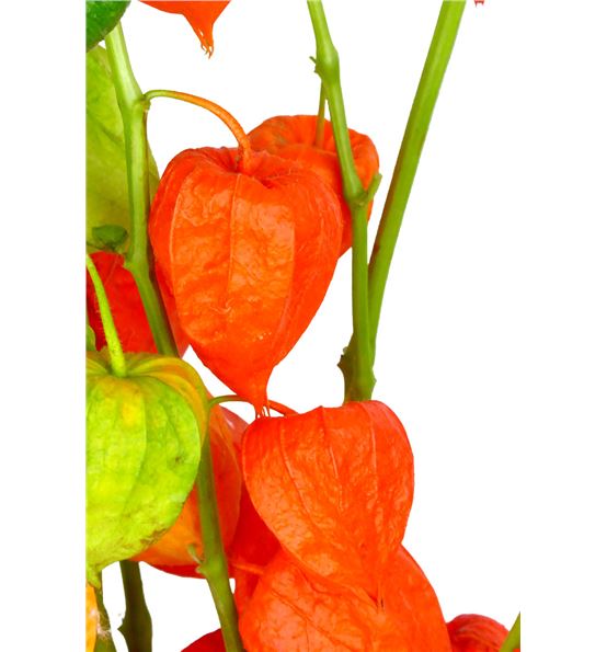 Physalis lampion 60
