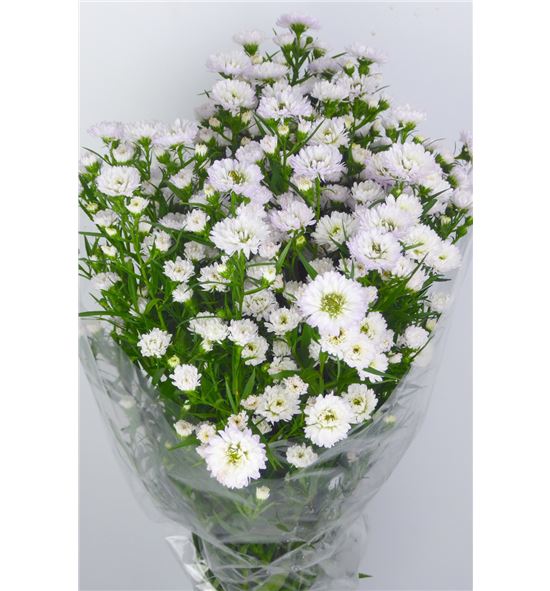 Aster pretty wendy 60