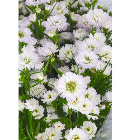 Aster pretty wendy 60