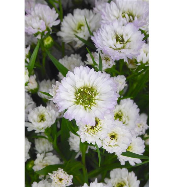 Aster pretty wendy 60