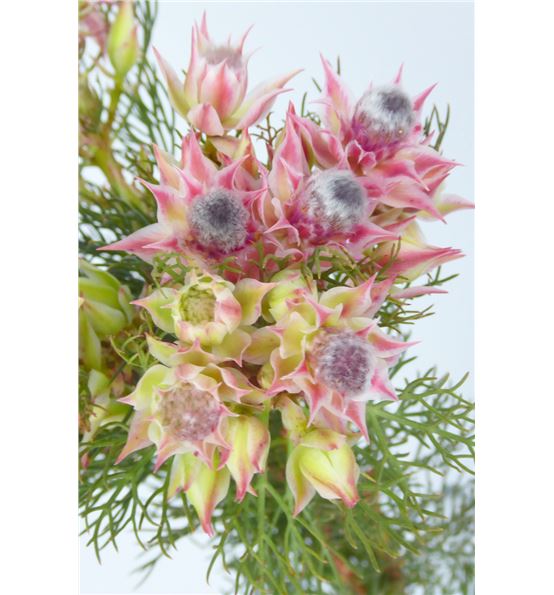 Serruria blushing bride 35