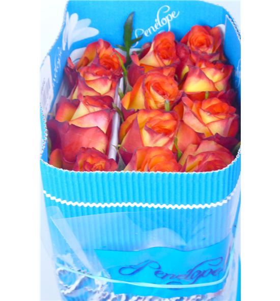 Rosa col high & magic 60