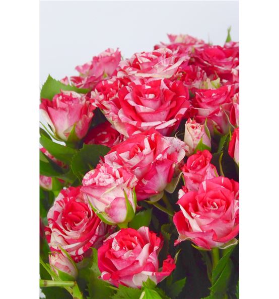 Rs ramificada fireworks 40