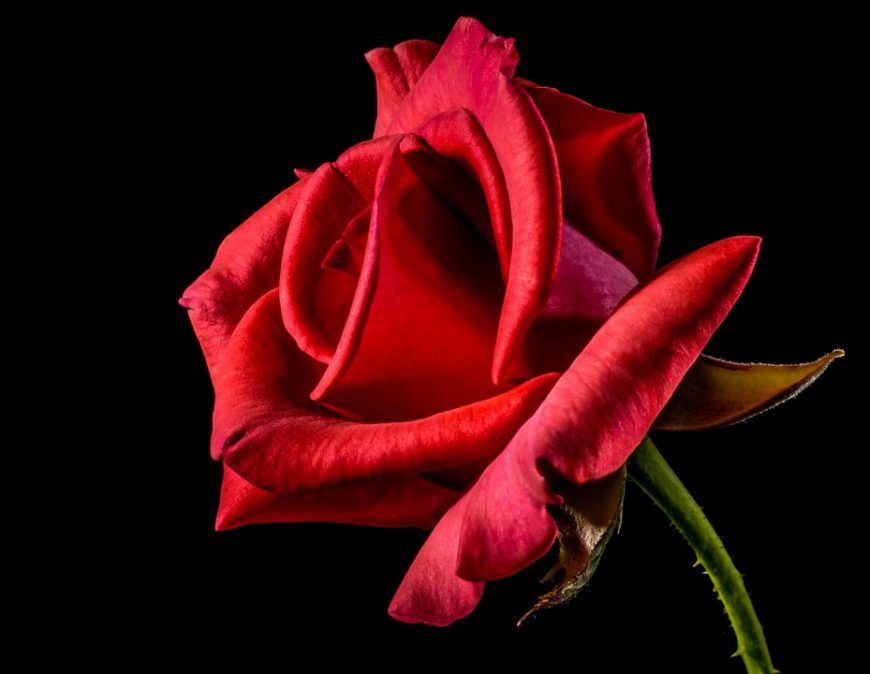 ¿Qué significa el color de las rosas? - Blog sobre los secretos de la ...