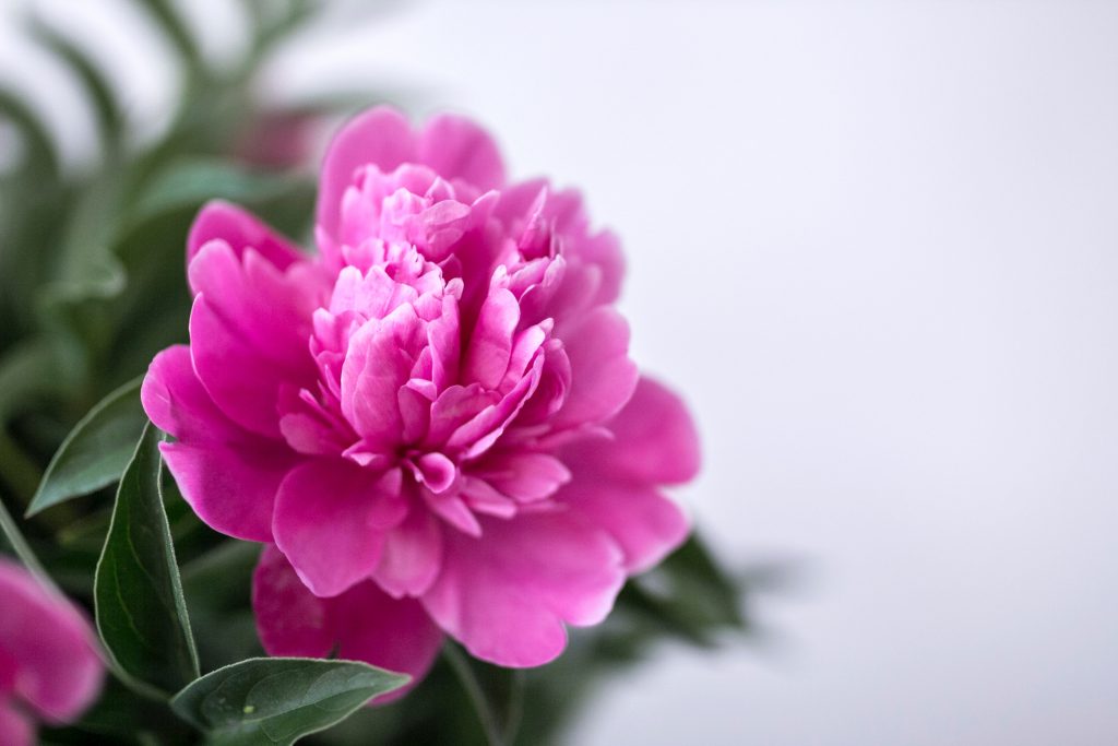 4 variedades de flor cortada para el verano - El blog de Bruflor
