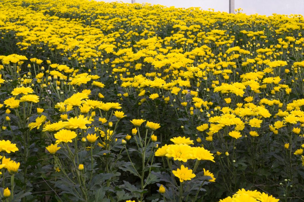Cultivo e importación de flor cortada, conoce Bruflor por dentro