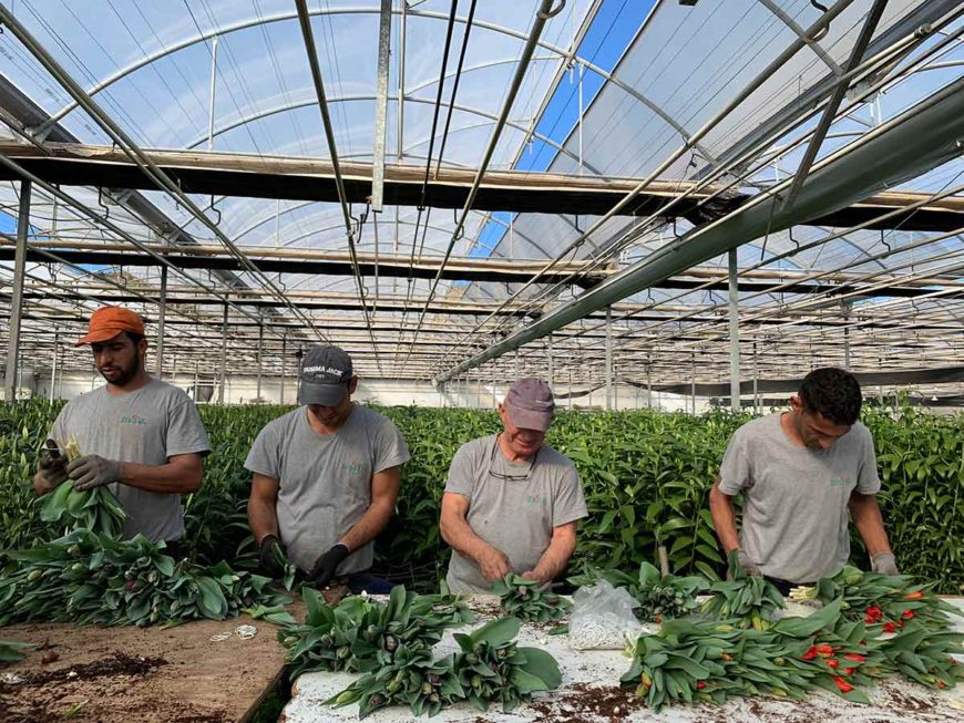 Viveros de flores: qué son y cómo funcionan