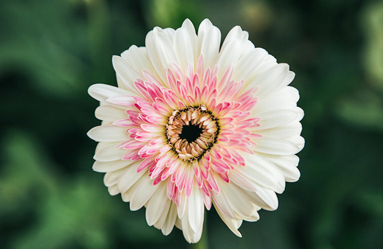 Las gerbera: todo lo que debes saber sobre ella | Bruflor