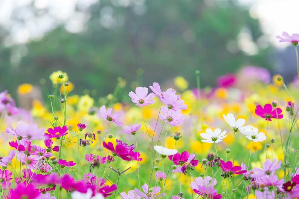 Consejos sobre decoración de jardines con flores | Bruflor