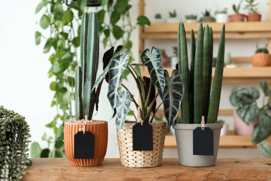 Plantas De Interior Que No Necesitan Luz Bruflor 8733