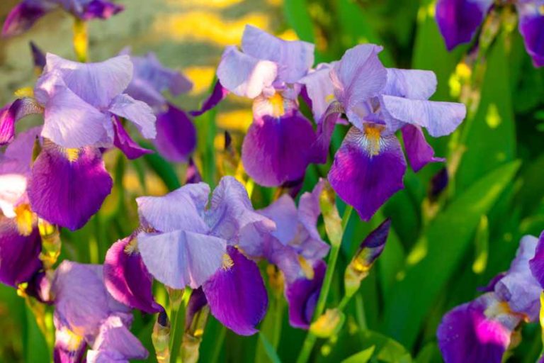 El significado de la flor de iris y sus características - Blog sobre ...
